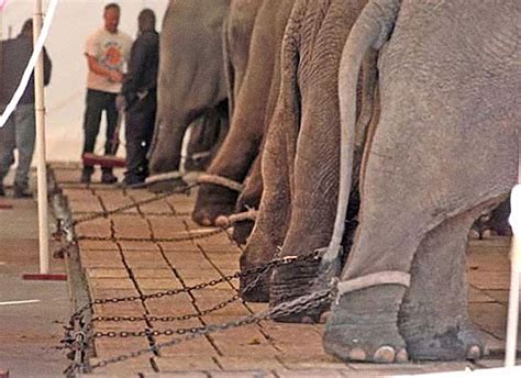 Elephants Will No Longer Be Used In The Circus My Dream For Animals
