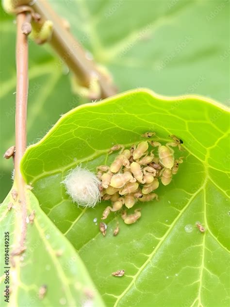 Woolly Aphids Infestation On Leaves Of Fiddle Leaf Fig Ficus Lyrata