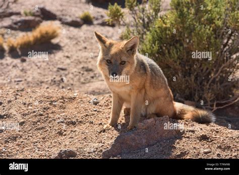 Culpeo Lycalopex Culpaeus Andean Fox In The Desert San Pedro De