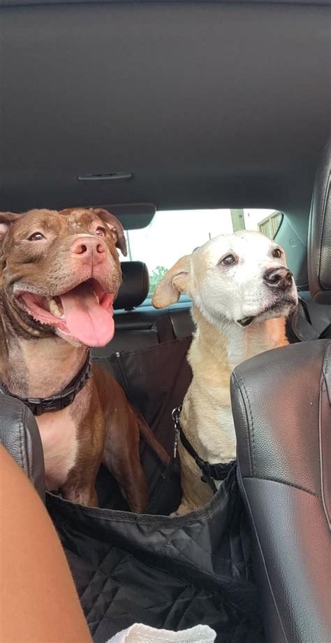 Butt Bites Get Smiles R Pittiesmiles