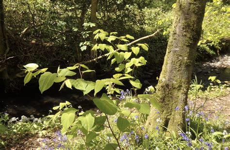 Himalayan Balsam And Japanese Knotweed Explore Edible Invasive Plants