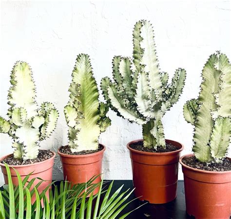 Euphorbia Erytrea Variagata Euphorbia Indoor Plant Pots Planting