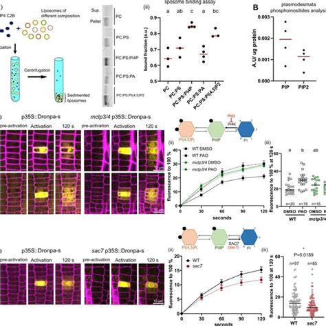 Pdf Plasmodesmata Act As Unconventional Membrane Contact Sites