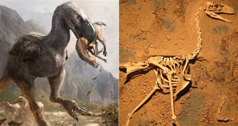 Terror Bird Skeleton