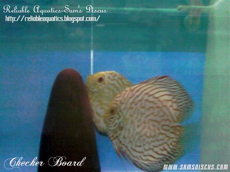 All Discus Strains Man Made Cultivated Strains