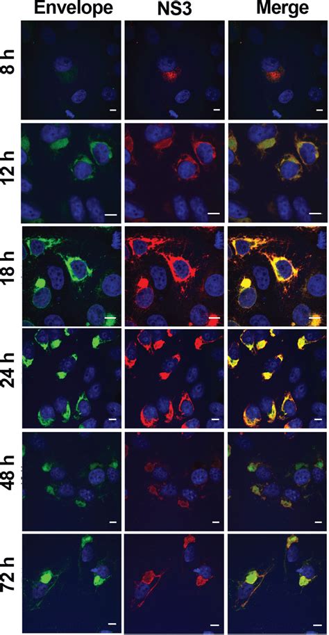 Localization Of Zikv Proteins In Infected Cells Vero Cells Were