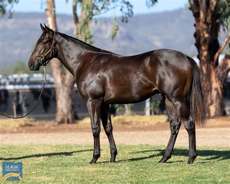 Lot 57 Lonhro X Previous