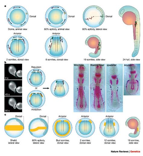 Primordial Germ Cells Aspoylens Primordial Germ Cells Aspoylens
