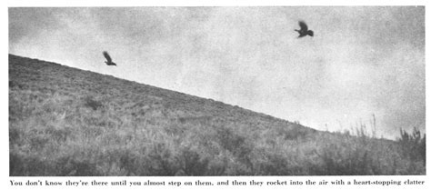 I Witnessed The Glory Days Of Sage Grouse Hunting Outdoor Life