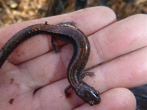 Redback Salamander Rherpetology