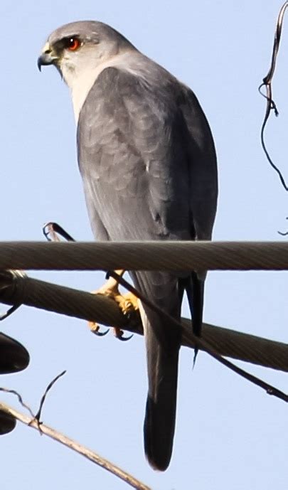 Accipiter Badius Jf Gmelin 1788 By Prafulla Angya On 9 January 2023