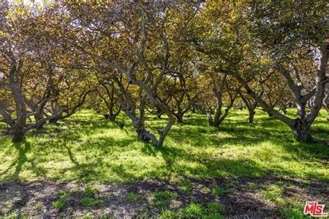 6009 Bonsall Malibu Ca 90265 Chris Cortazzo