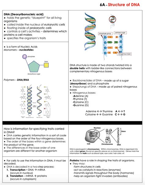 Dna And Cell Cycle Lphs Biology Staar Review