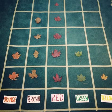 Leaf Graph After Our Leaf Hunt Kindergarten Fall Graphing Unit Fall