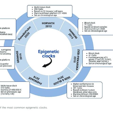Epigenetic Clocks And Two Mirrors Of Female Fertility Time Eaa