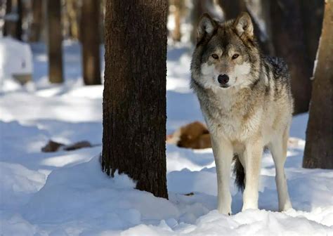 Seymour Mo Timber Wolf At Joe Elliot Blog
