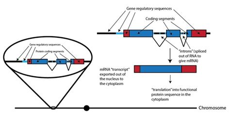The Basis Of Heritable Variation Article Biologos