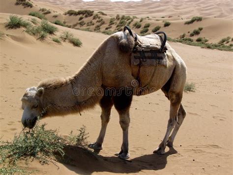An Eating Camel Stock Image Image Of Safari Outdoors 6529835