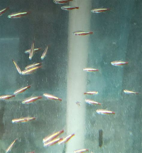 Cardinal Tetra Golden 25cm Fish Online