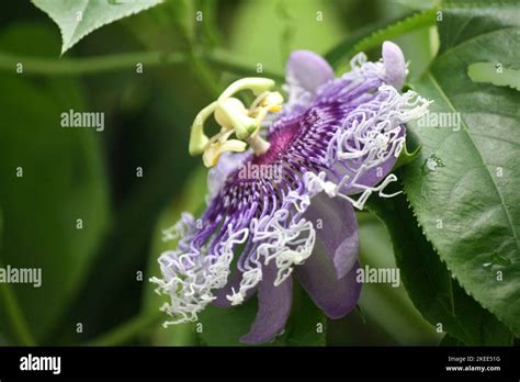 Purple Colored Passion Flower Passiflora Cincinnata In Bloom Pix