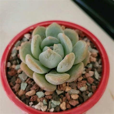 Succulent Set 8 Fixed Varieties Thenextgardener