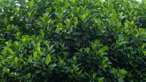 Jackfruit Leaf Texture Shape And Pattern Stock Image Image Of