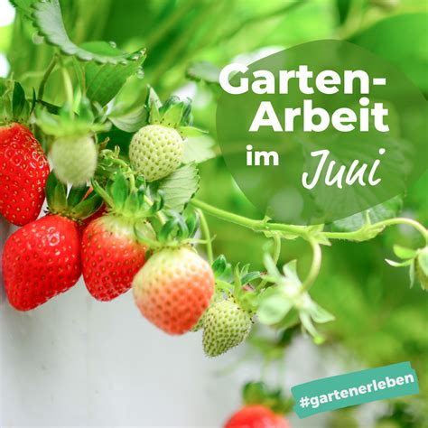 Gartenarbeiten Im Juni Beispiele Audefa