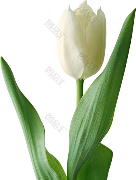 白郁金香图品汇