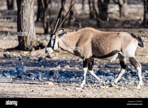 Gemsbok A Large Oryx Antelope And The National Symbol Of Namibia