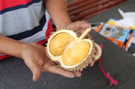 Di Wonosalam Ada Budidaya Durian Duri Hitam Asal Malaysia Begini Bentuk Dan Rasanya Radar Jombang