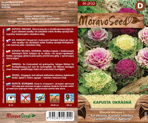 Kapusta Okrasná Hnojíkcz