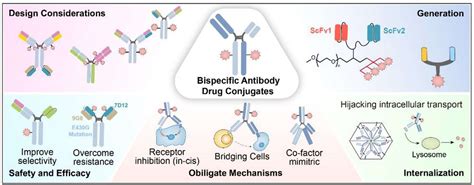 Bispecific Antibody Conjugation Services Boc Sciences