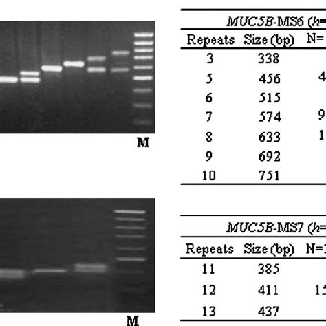 Structure Of Human Sublingual Oligomeric Mucin Mg1 The Muc5b Gene