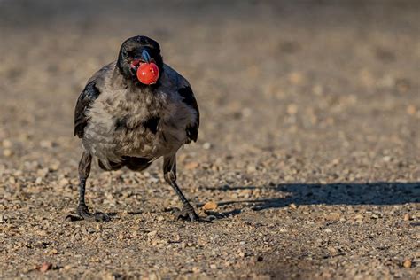 Tom Tomate Foto And Bild Tiere Wildlife Wild Lebende Vögel Bilder Auf Fotocommunity