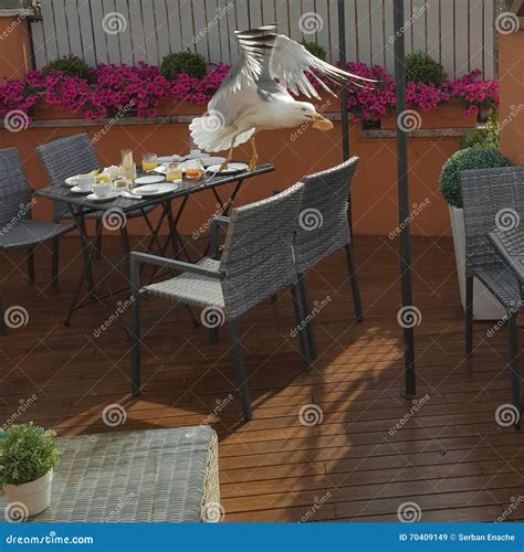 Seagull Stealing From Restaurant Table Stock Image Image Of Empty
