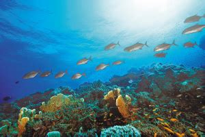鱼群洄游 海底鱼群素材 海底鱼群 第2页 大山谷图库