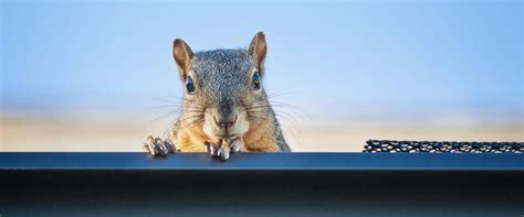 Squirrel Control Gsg Pest Control