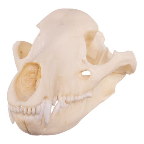 Replica Tasmanian Wolf Skull For Sale — Skulls Unlimited International