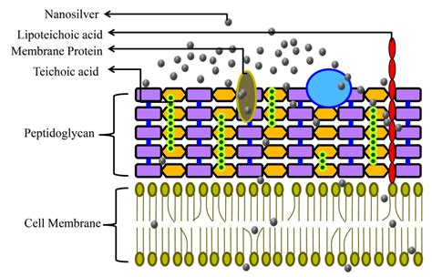 Diagrammatic Illustration Displaying Membrane Structure Of Download Scientific Diagram