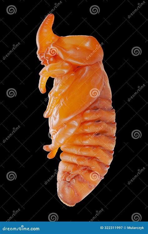 The European Rhinoceros Beetle Large Pupa Of A Male Beetle Stock Image