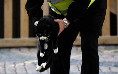 Larry And Palmerston Separated By Security After Yet Another Cat Fight