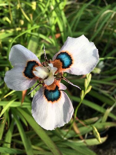 2023 Virtual Show Class 6 British Iris Society