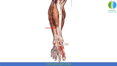 Extensor Hallucis Longus Muscle