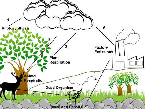 Carbon And Nitrogen Cycle Diagram Quizlet