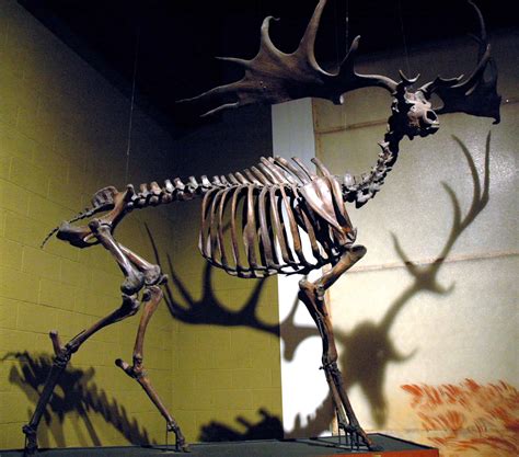 The Role Of The Irish Elk In Prehistoric Ecosystems