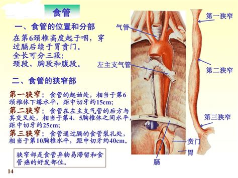 食管癌分析课件