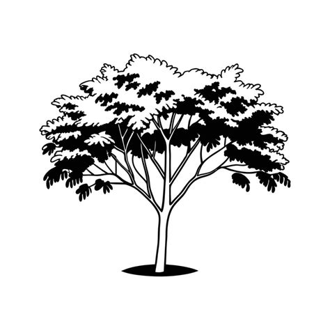 Stylized Outline Of Balsa Tree 57956126 Vector Art At Vecteezy
