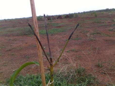 Techie2aggie Anthracnose And Ash Weevil In Mango