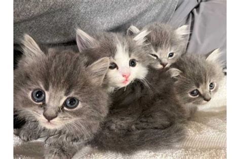 高橋克典、新たな家族迎える可能性を報告 「えっ、本当に」「可愛い」とファンも期待愛猫に弟誕生か Encount 2