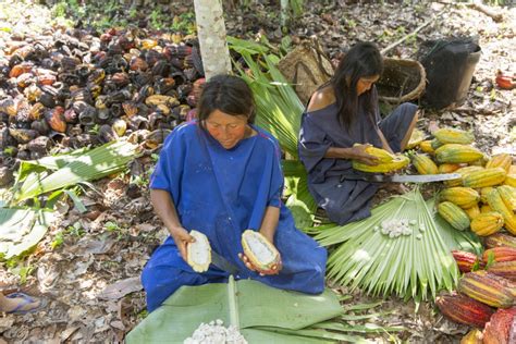 Cocoa From Native Producers In Its Native Land